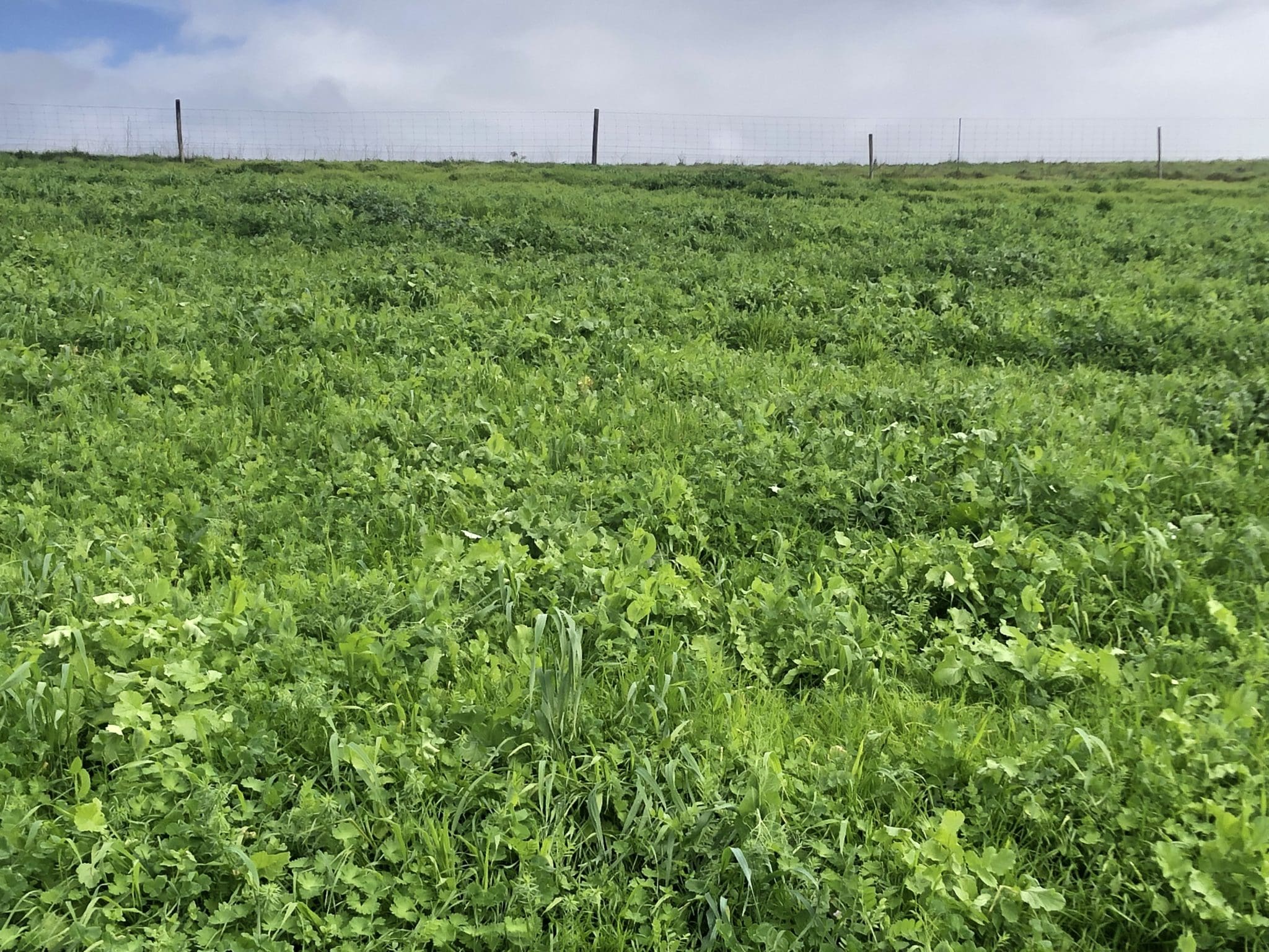 When Is the Best Time to Graze Multi-species Pastures – Lower Blackwood ...
